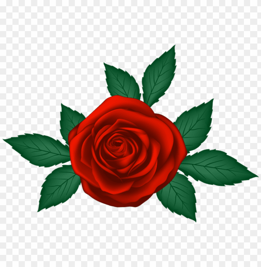 Free download | HD PNG PNG image of red rose transparent with a clear ...
