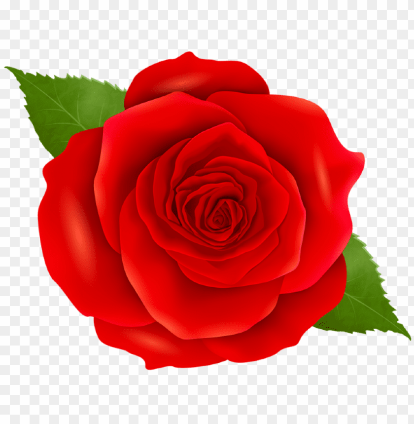Free download | HD PNG PNG image of red rose transparent with a clear ...