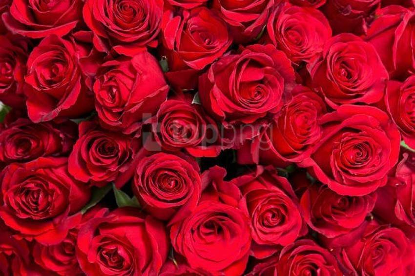 Free download | HD PNG bright red roses love themed 4k wallpaper ...
