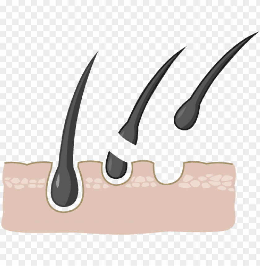 Free download | HD PNG regrow restablece y restaura los folículos ...