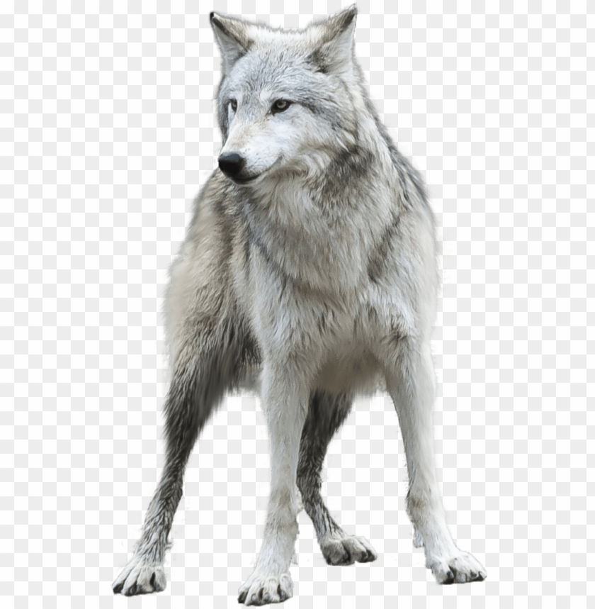 Free download | HD PNG rey wolf PNG transparent with Clear Background ID 231398 | TOPpng