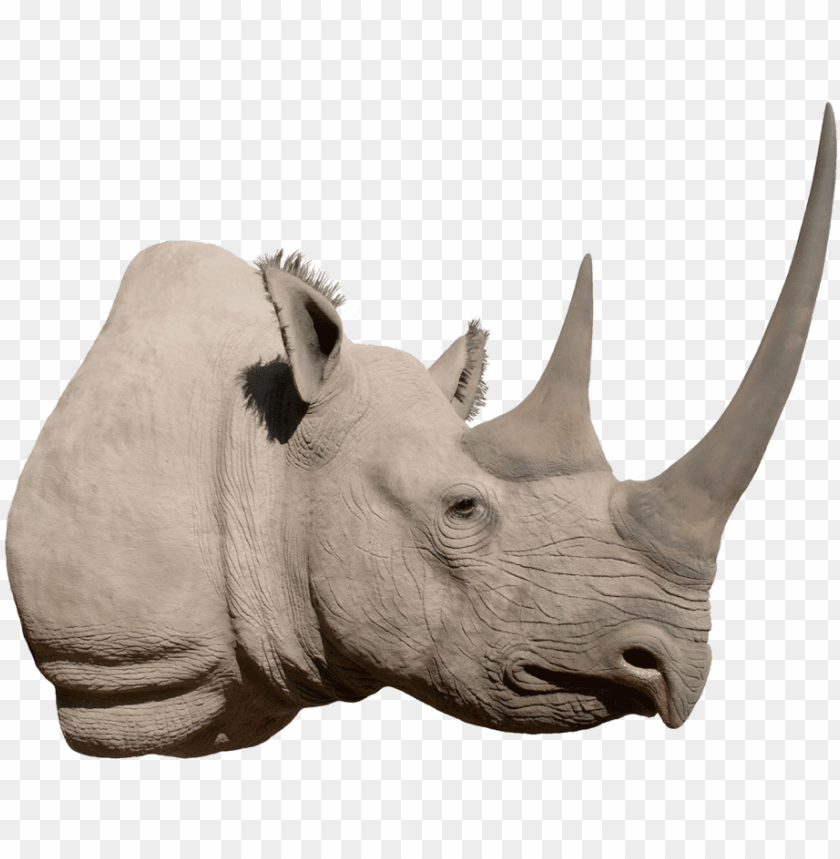 Free download | HD PNG rhino png image background black rhino head PNG ...