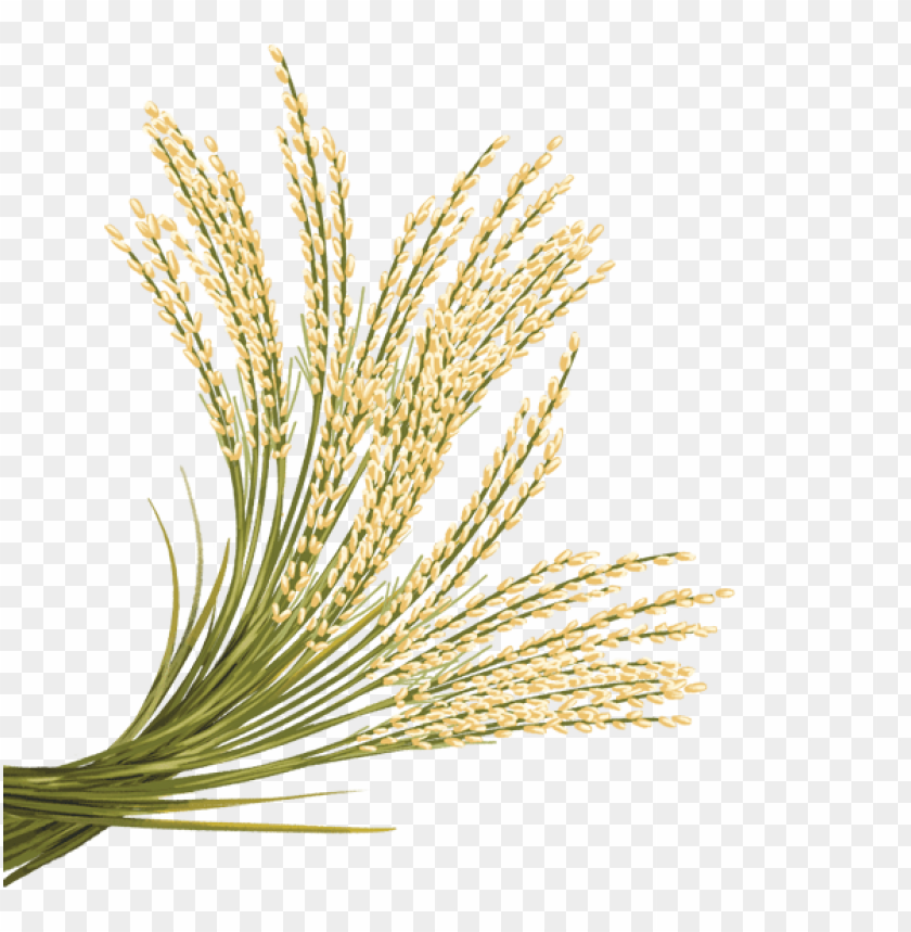 Free download | HD PNG rice plants png PNG images with transparent ...