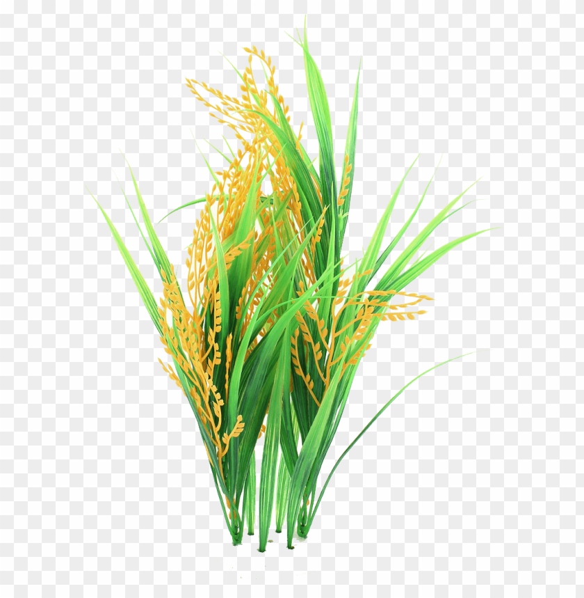 Free download | HD PNG rice stalks png PNG images with transparent ...