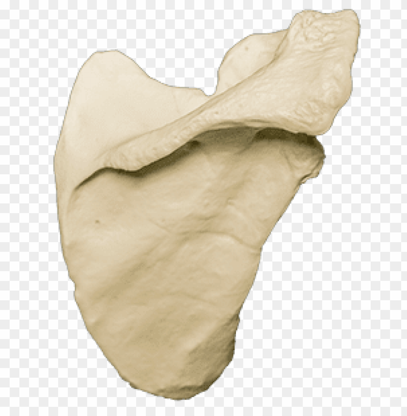 Free download | HD PNG Transparent background PNG image of right ...