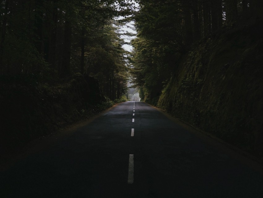 Free download | HD PNG road forest trees way asphalt marking 4k ...