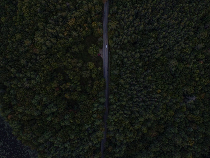 Free download | HD PNG road trees aerial view forest 4k wallpaper | TOPpng