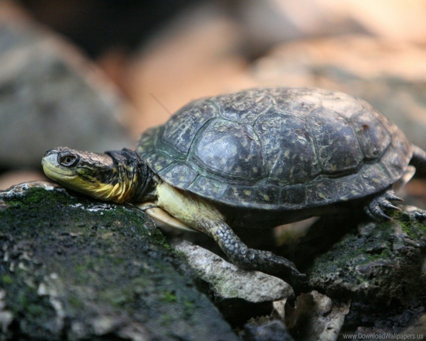 Free download | HD PNG rocks shell turtle wallpaper background best ...