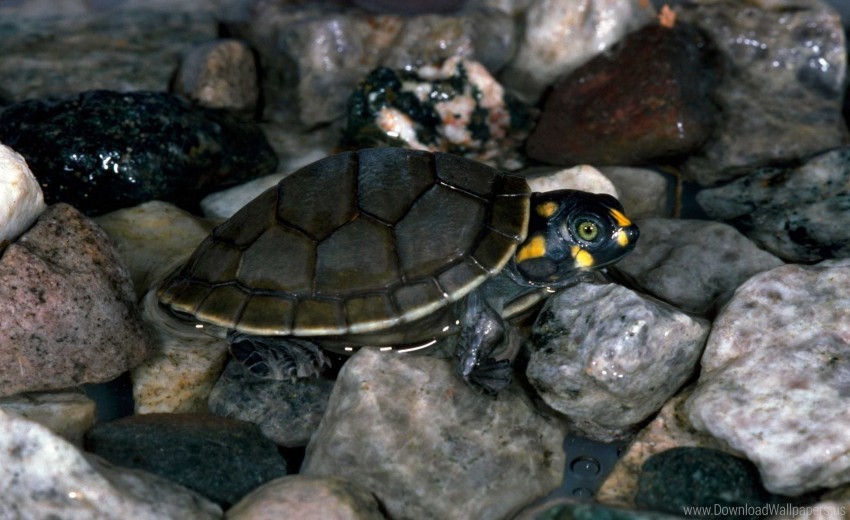 Free download | HD PNG rocks turtle water wallpaper background best ...