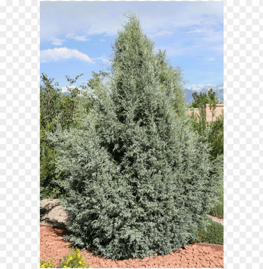 Free download | HD PNG rocky mountain juniper PNG transparent with ...