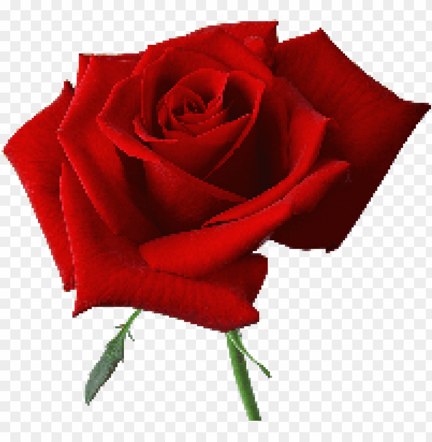 Free download | HD PNG PNG image of large red rose bloom with stem with ...