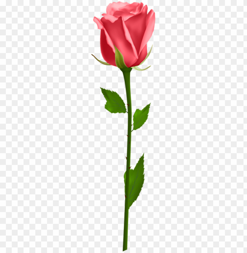 Free download | HD PNG PNG image of rose with a clear background ...
