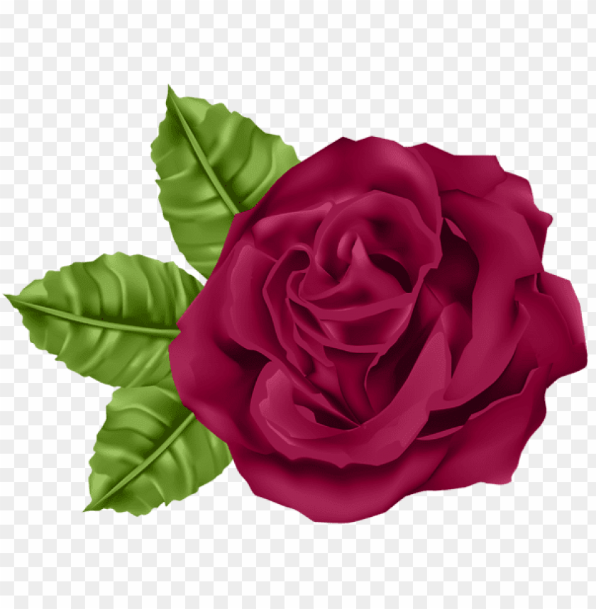Free download | HD PNG PNG image of rose with a clear background ...