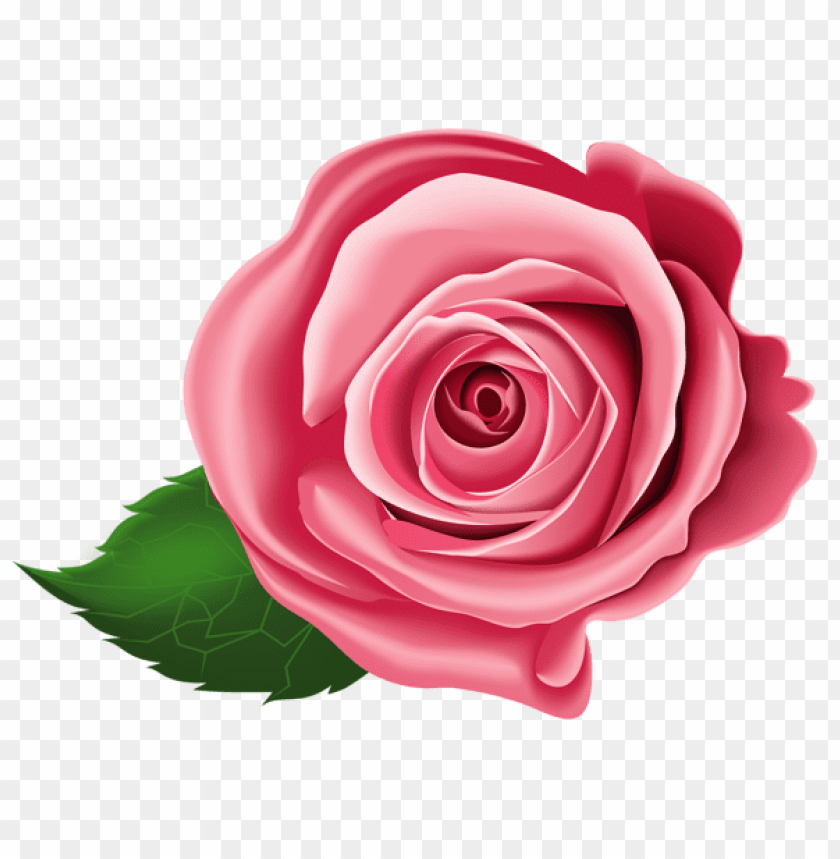 Free download | HD PNG PNG image of rose with a clear background ...