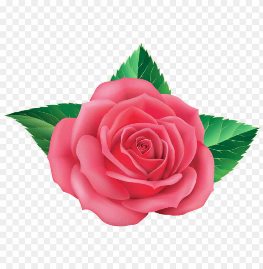 Free download | HD PNG PNG image of rose with a clear background ...