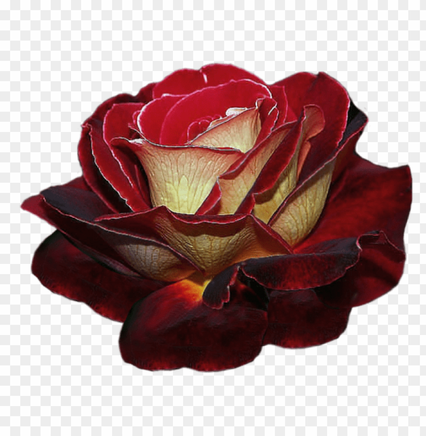 Free download | HD PNG PNG image of rose with a clear background ...