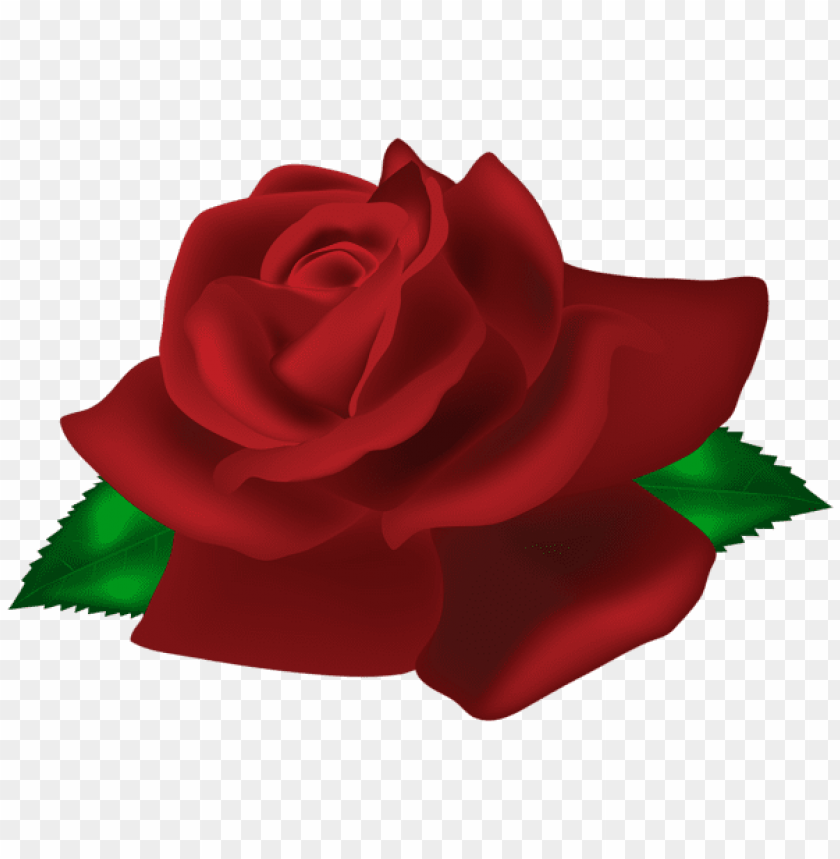 Free download | HD PNG PNG image of rose dark red with a clear ...