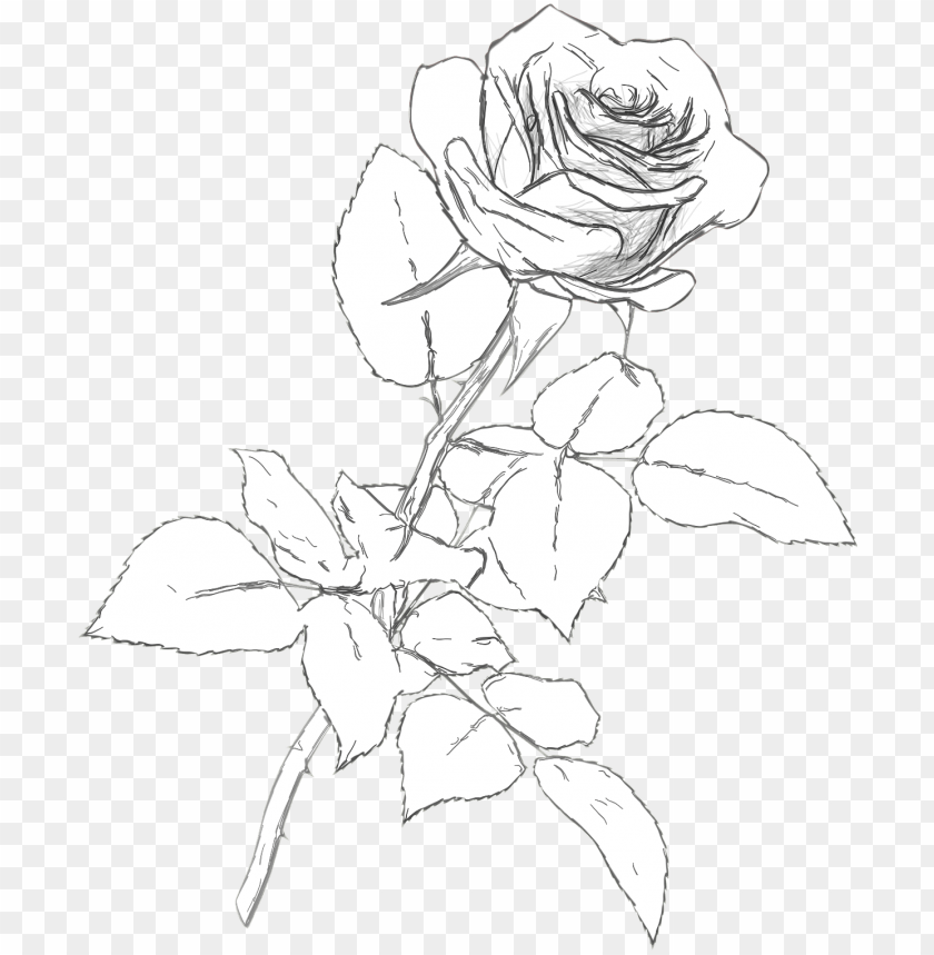 Free download | HD PNG rose drawing PNG transparent with Clear ...
