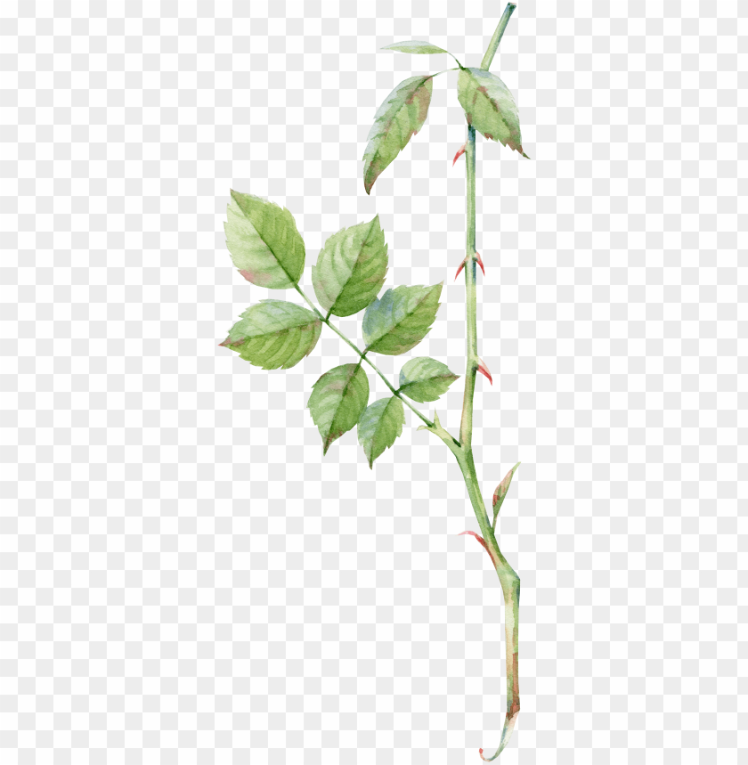 Free download | HD PNG rose leaf PNG transparent with Clear Background ...