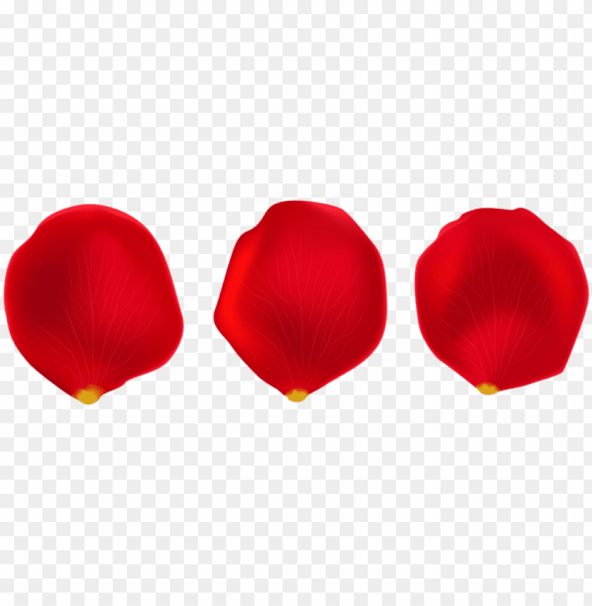 Free download | HD PNG PNG image of rose petals with a clear background ...