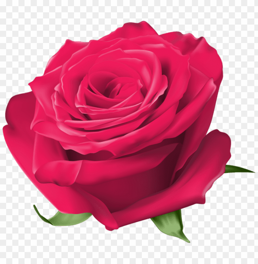 Free download | HD PNG PNG image of rose pink transparent with a clear ...