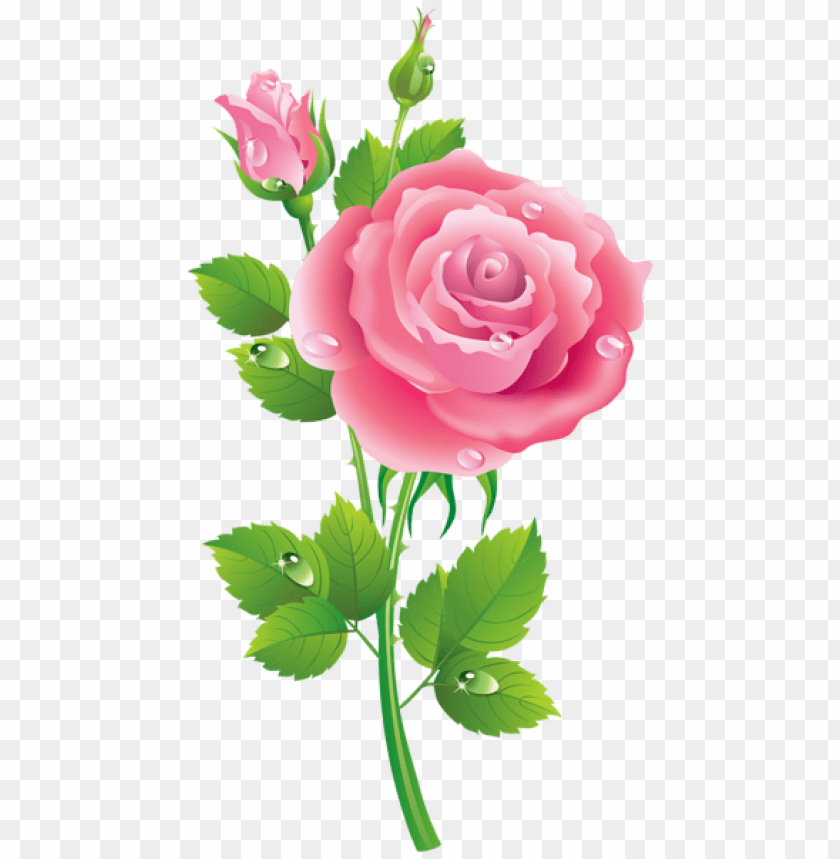 Free download | HD PNG PNG image of rose pink transparent with a clear ...