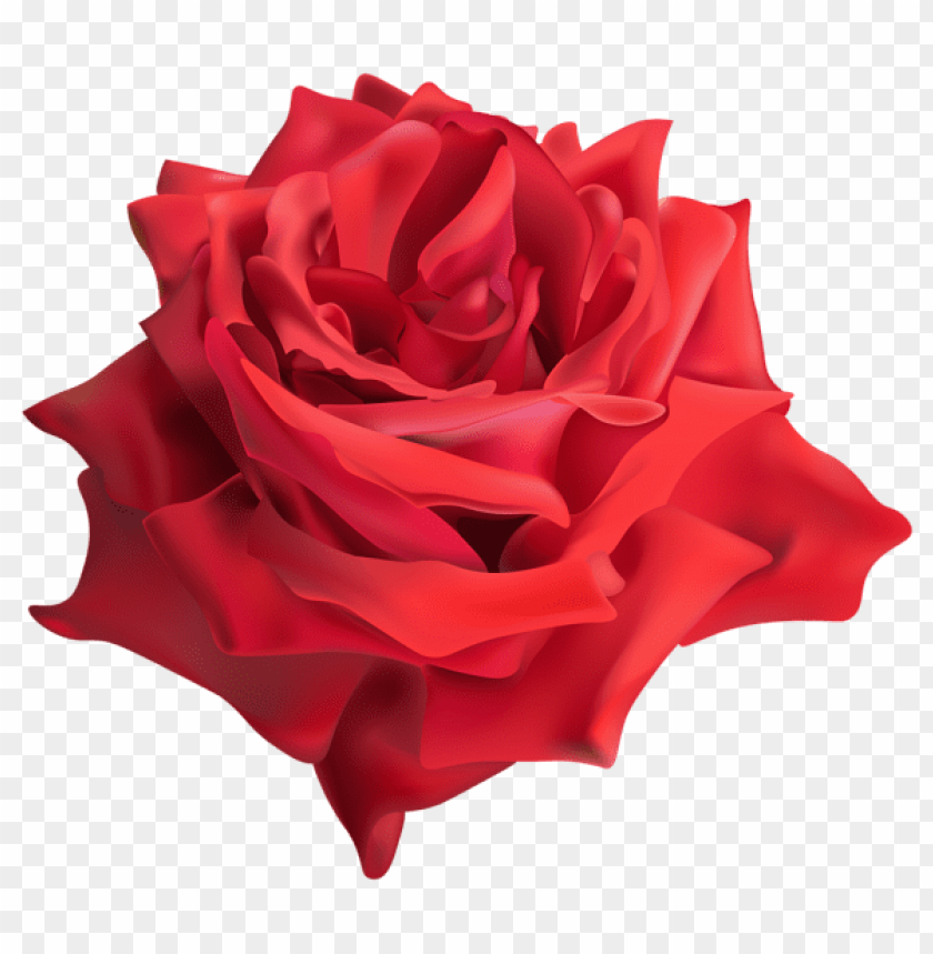 Free download | HD PNG PNG image of rose red with a clear background ...