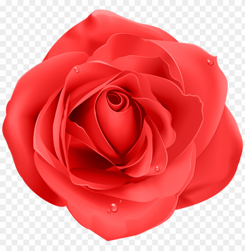Free download | HD PNG PNG image of rose red with a clear background ...