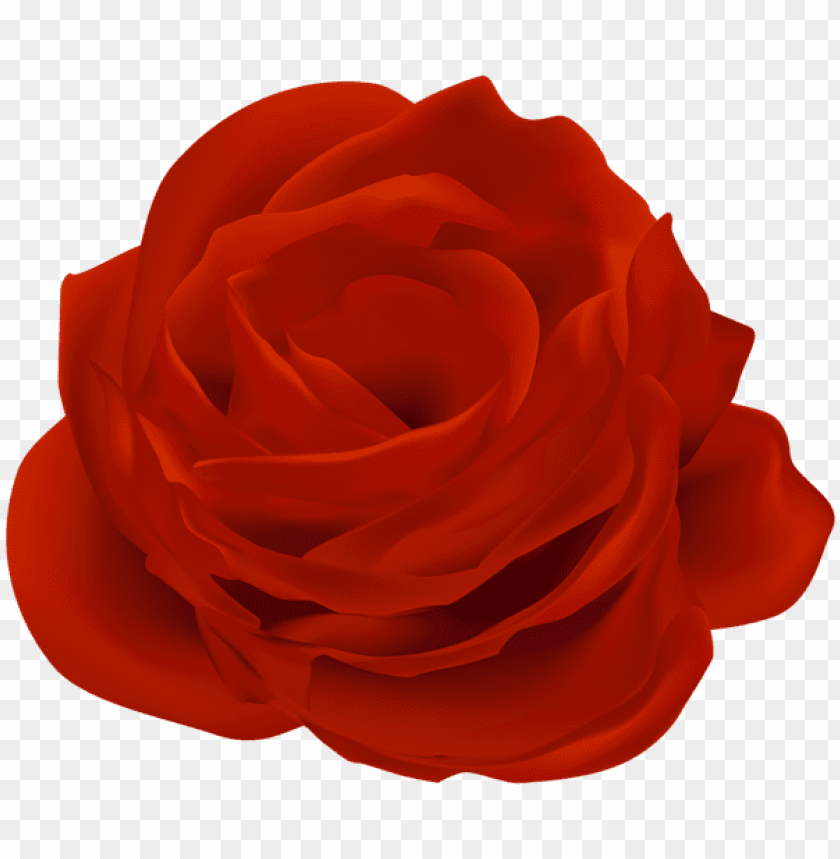 Free download | HD PNG PNG image of rose red with a clear background ...