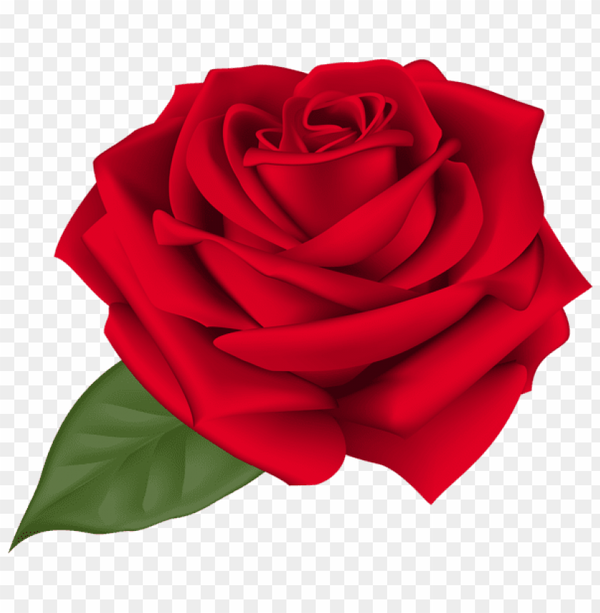 Free download | HD PNG PNG image of rose red transparent with a clear ...
