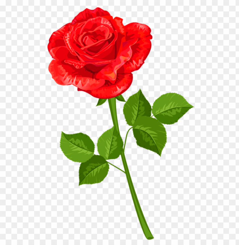 Free download | HD PNG PNG image of rose transparent with a clear ...
