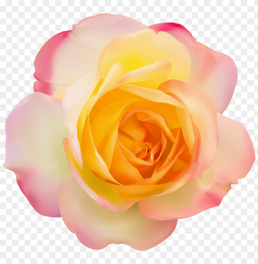 Free download | HD PNG PNG image of rose transparent with a clear ...