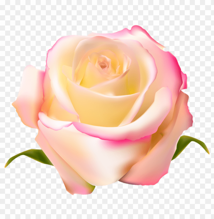 Free download | HD PNG PNG image of rose transparent with a clear ...