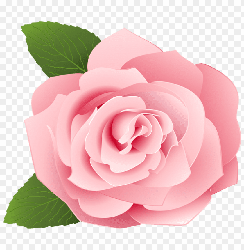 Free download | HD PNG PNG image of rose transparent with a clear ...
