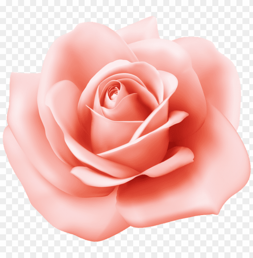 Free download | HD PNG PNG image of rose transparent with a clear ...