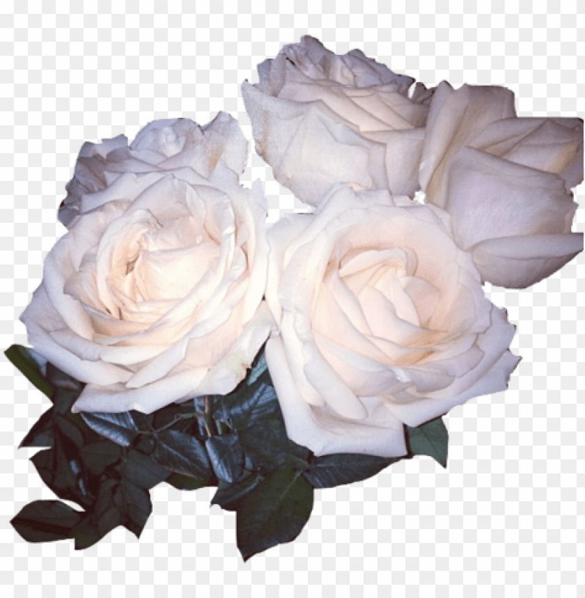 Free download | HD PNG rose whiterose flower sticker tumblr freetoedit ...