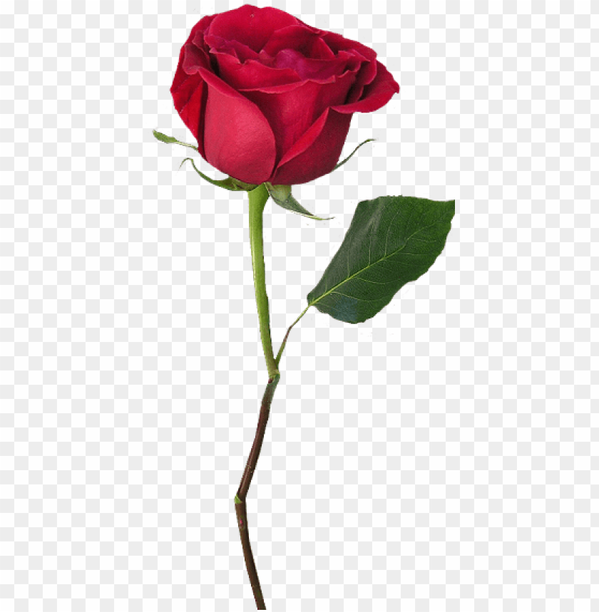 Free download | HD PNG rose with stem PNG transparent with Clear ...