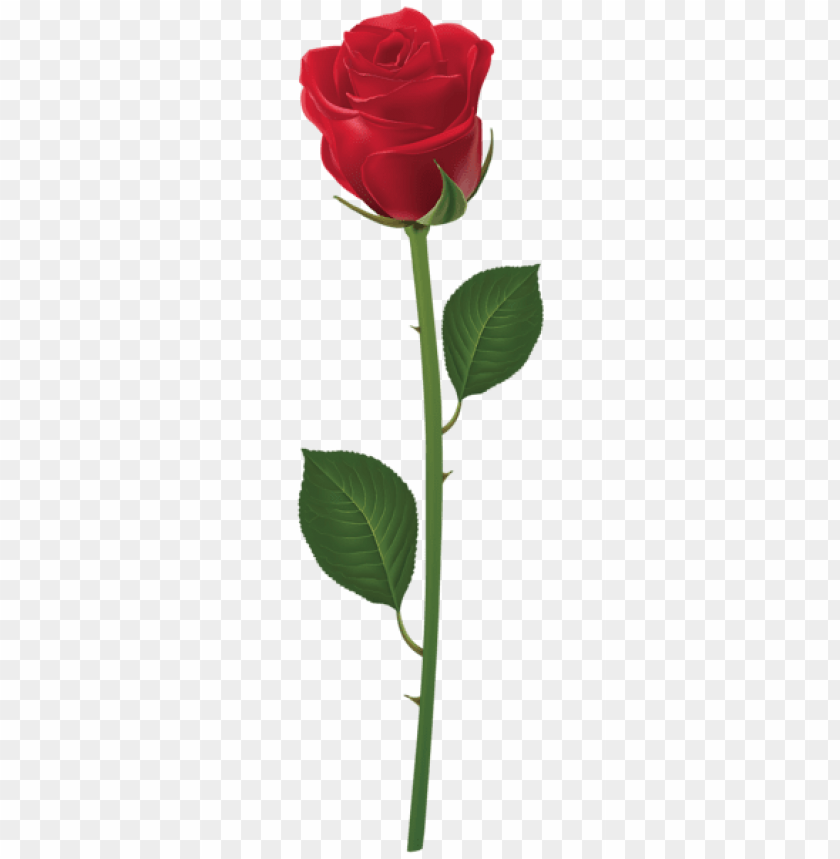 Free download | HD PNG PNG image of rose with stem red png with a clear ...