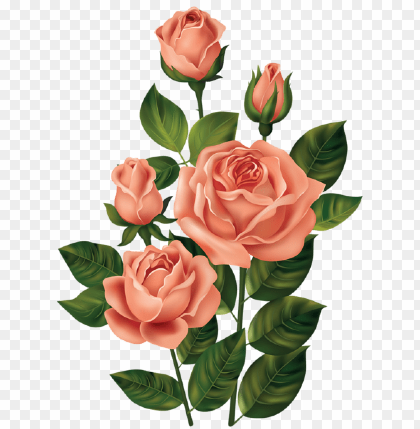 Free download | HD PNG PNG image of roses with a clear background ...