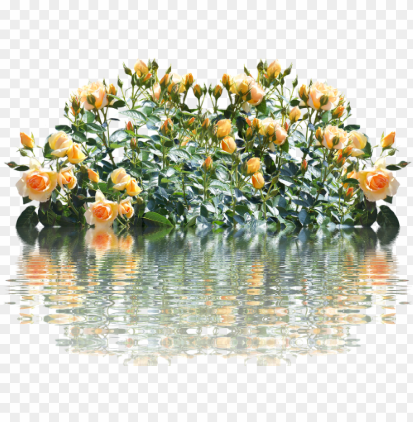 Free download | HD PNG roses bush PNG transparent with Clear Background ...