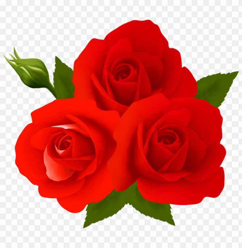 Free download | HD PNG PNG image of roses png with a clear background ...
