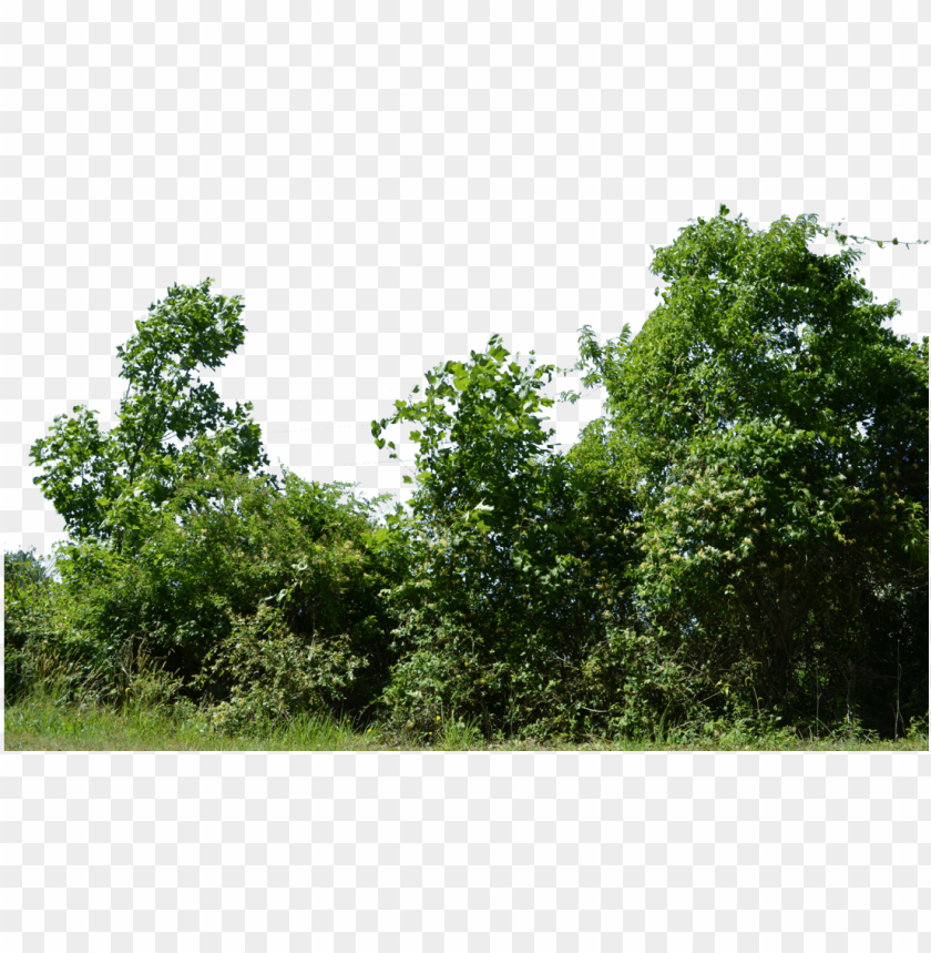 Free download | HD PNG row of trees PNG transparent with Clear ...