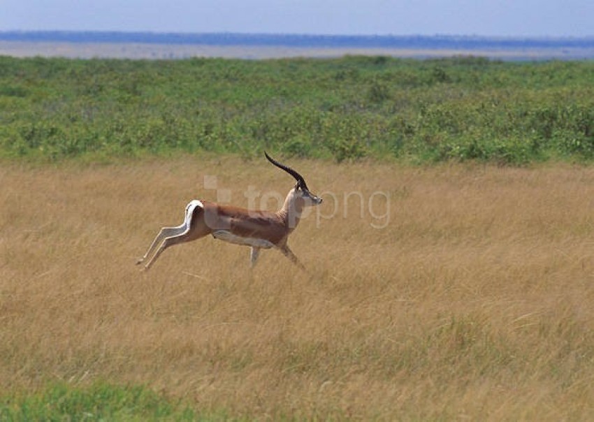 Free download | HD PNG running antelope wallpaper background best stock ...