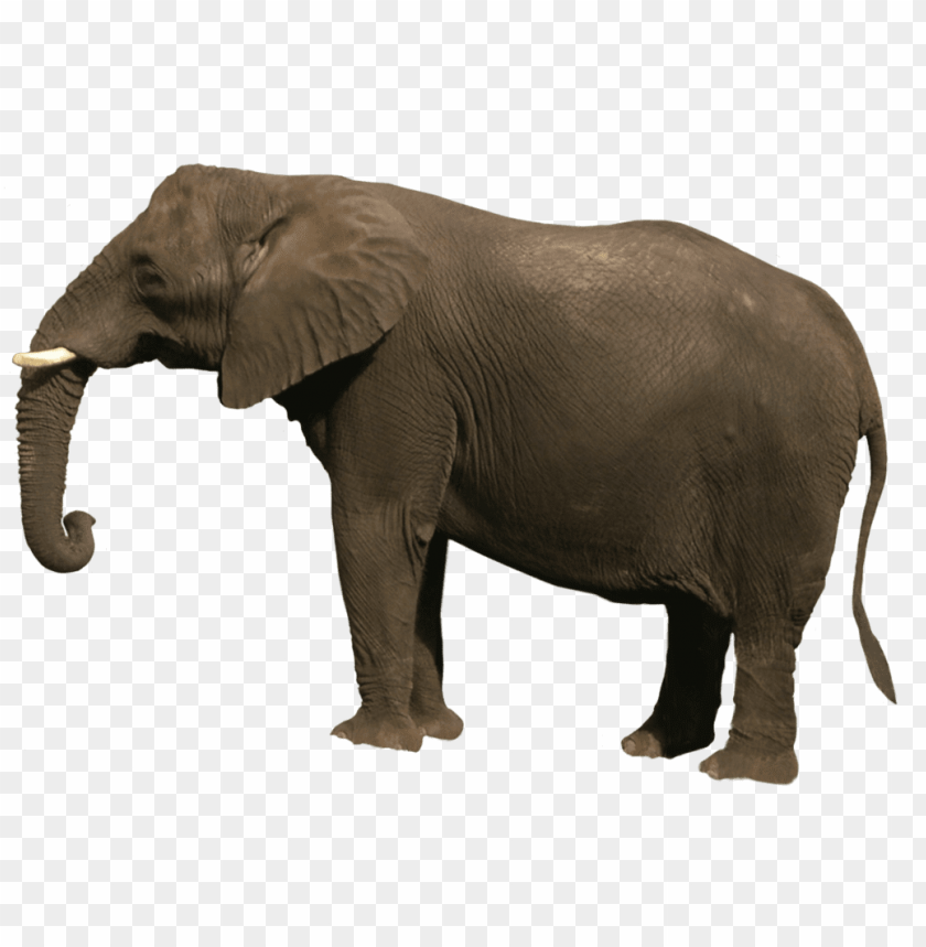 Free download | HD PNG s of animals PNG transparent with Clear ...