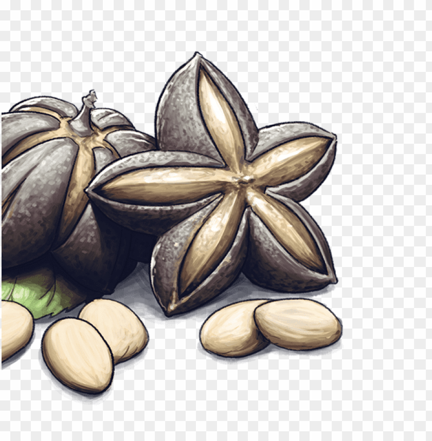Free download | HD PNG sacha inchi PNG transparent with Clear ...