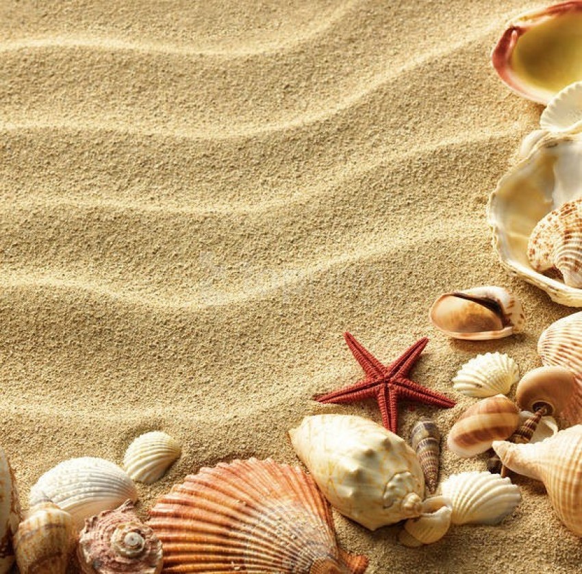Free download | HD PNG golden beach sand with shells 4k wallpaper ...