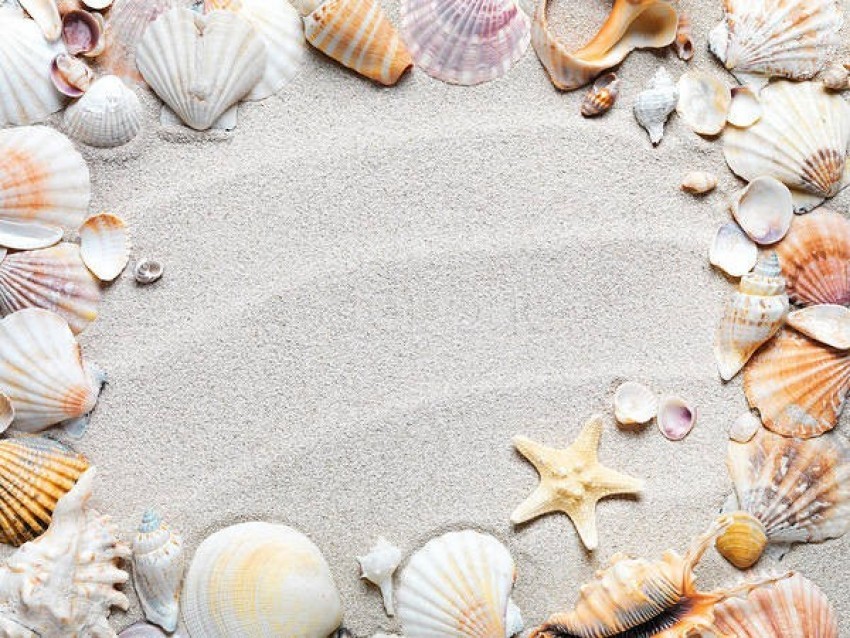 Free download | HD PNG seashells on white sand beach 4k background ...