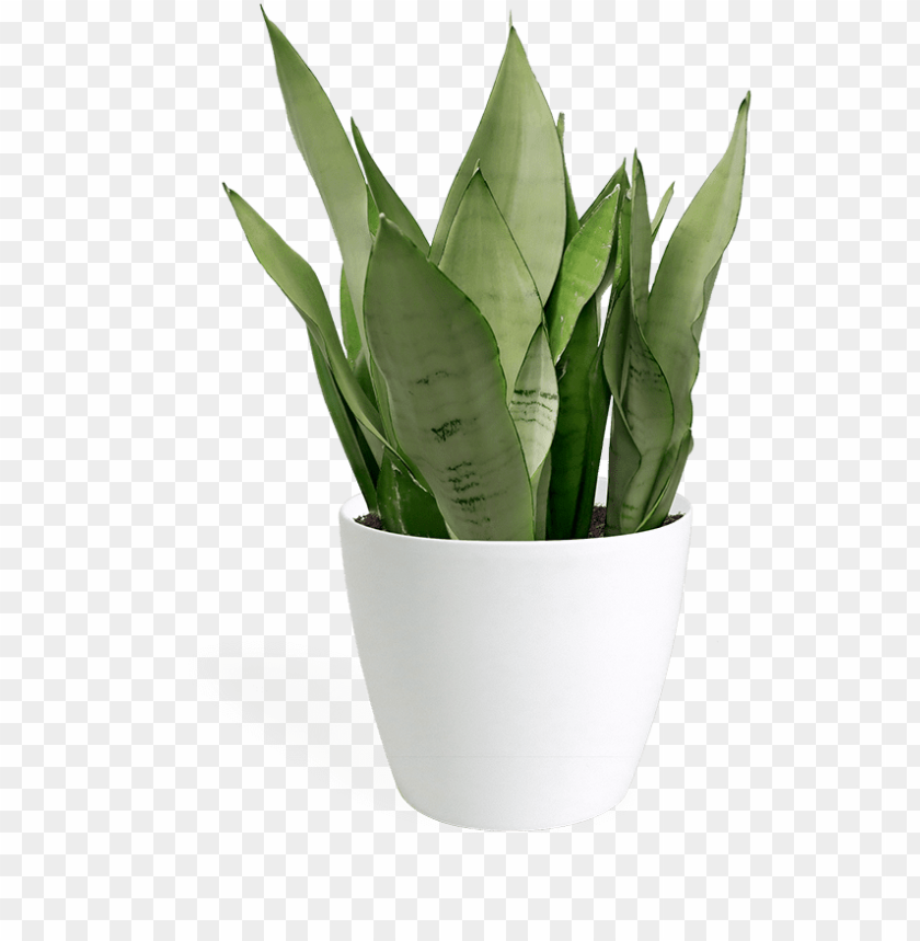 Free download | HD PNG sansevieria moonshine medium sansevieria ...