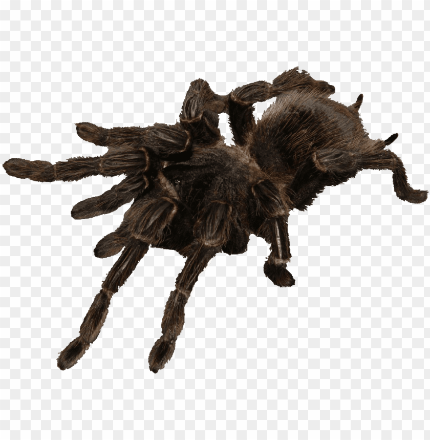 Free download | HD PNG saturday 2829th feb 2020 11 4pm tarantula PNG ...