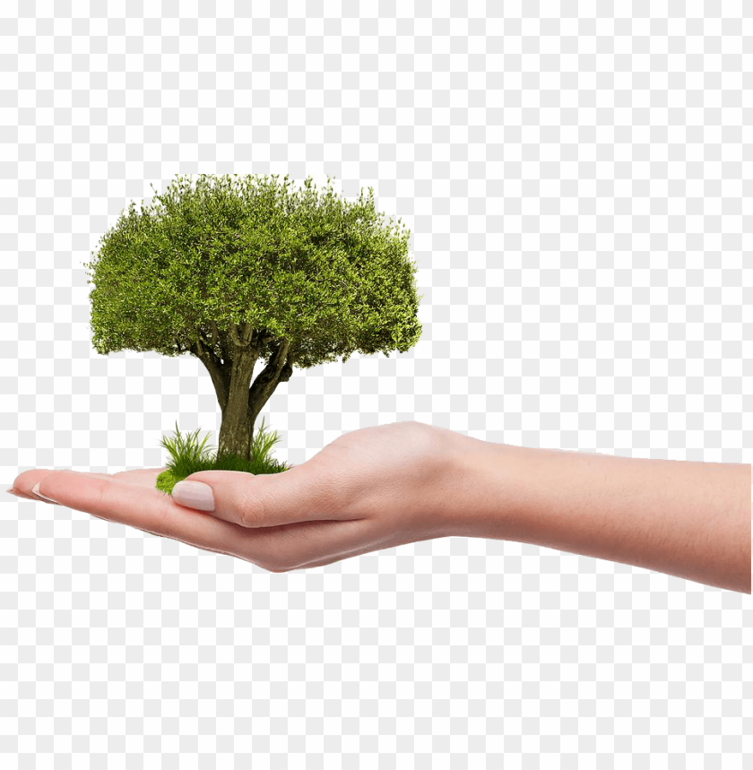 Free download | HD PNG PNG image of save tree with a clear background ...